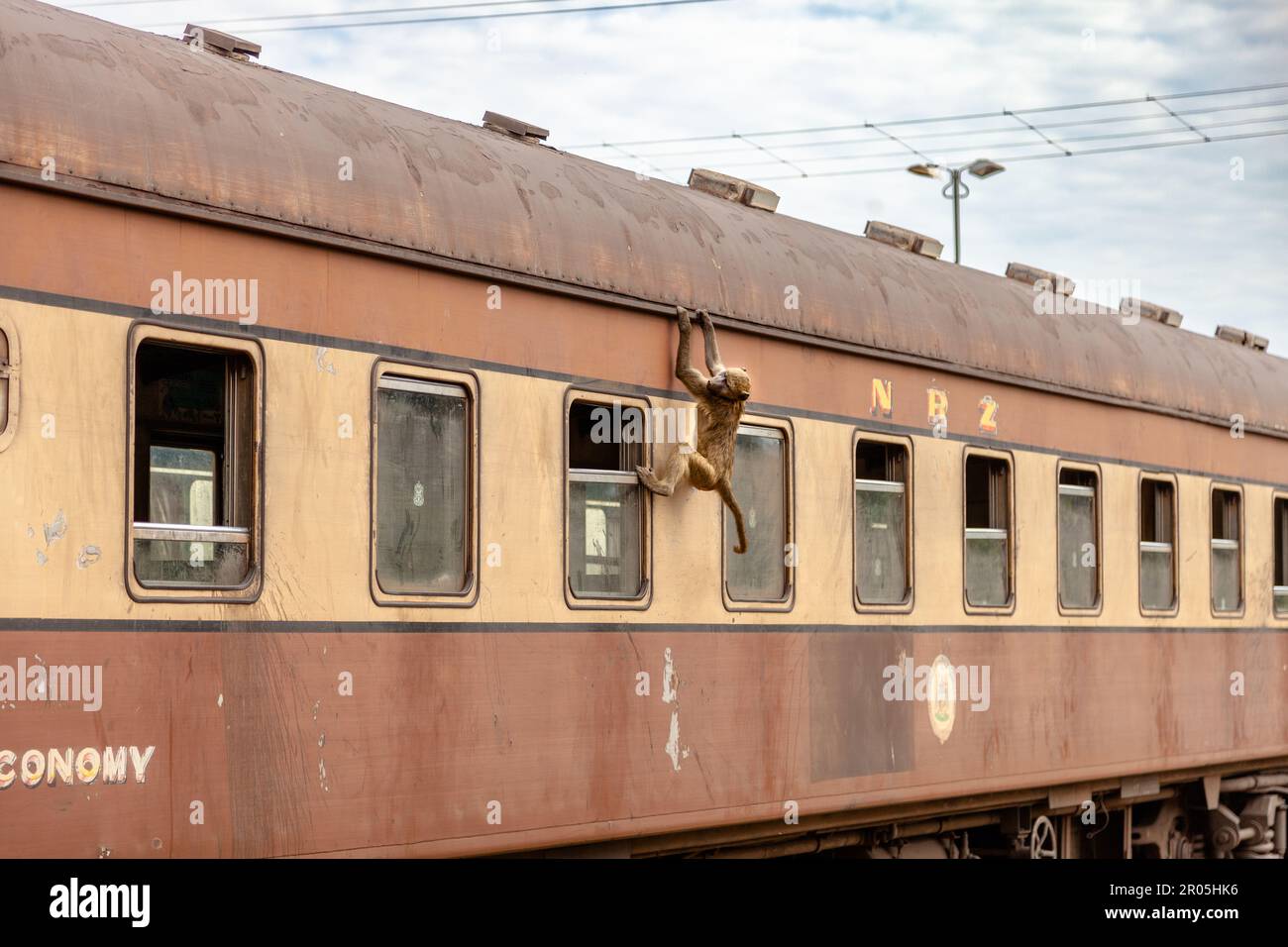 A baboon prepares to scavenge for food on a train that has arrived at ...