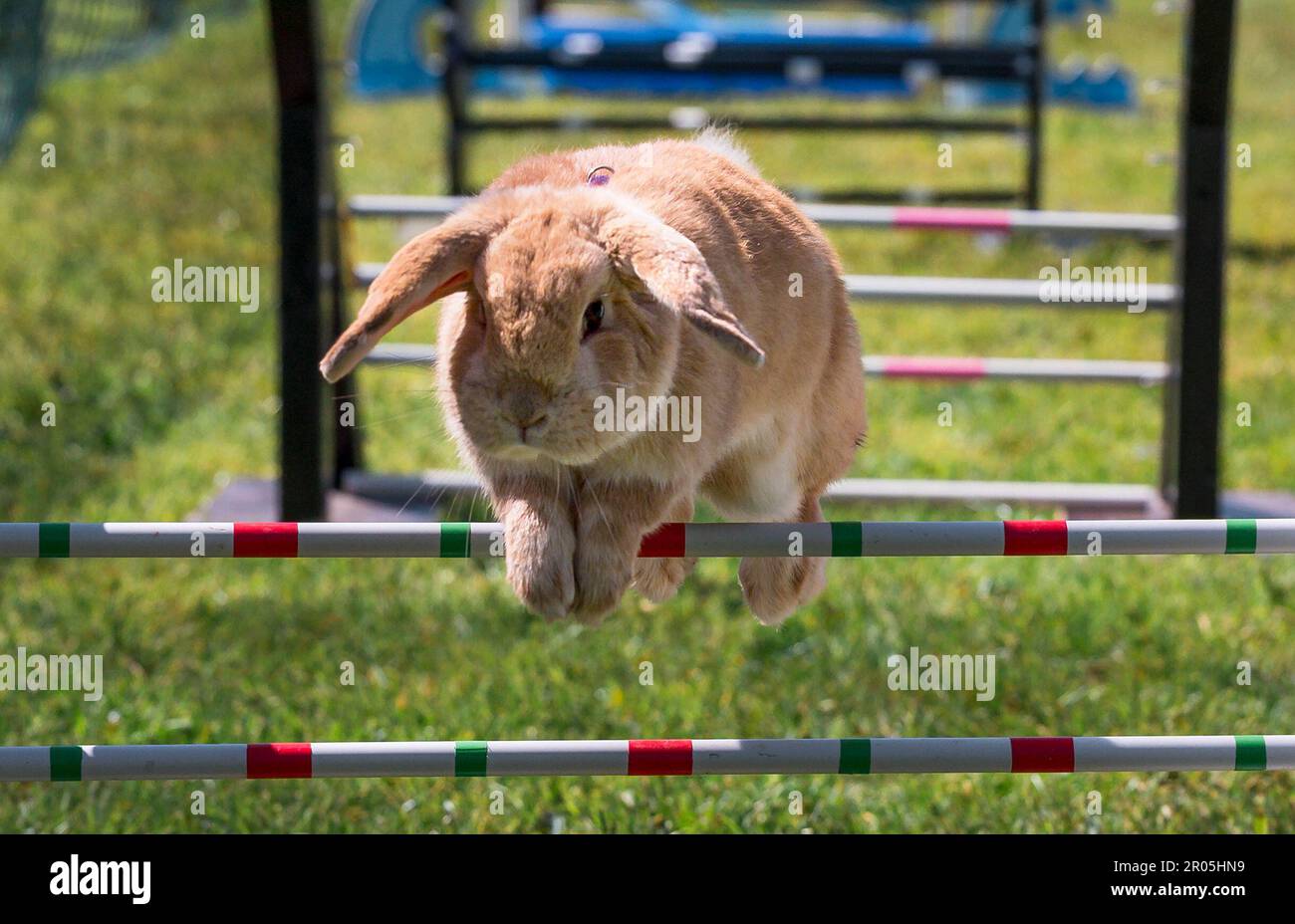 Mohrchen hi-res stock photography and images - Alamy