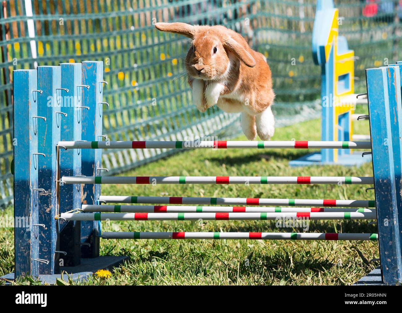 Schauenstein, Germany. 30th Apr, 2023. A ram rabbit jumps over an ...