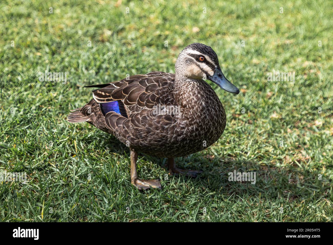 Duck sitting on grass hi-res stock photography and images - Alamy