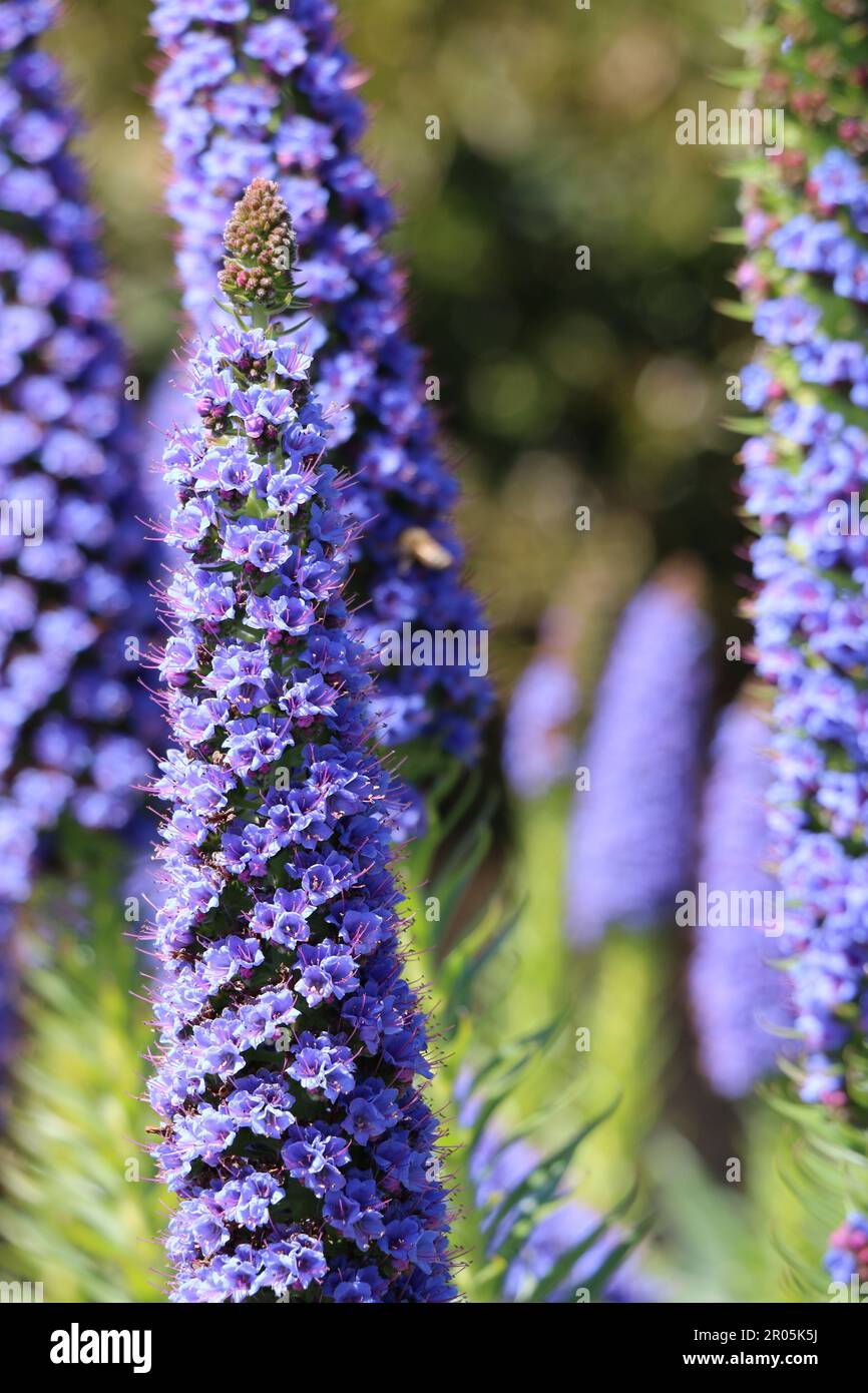 Tall spears of bright purple echium flowers blooming in late spring ...