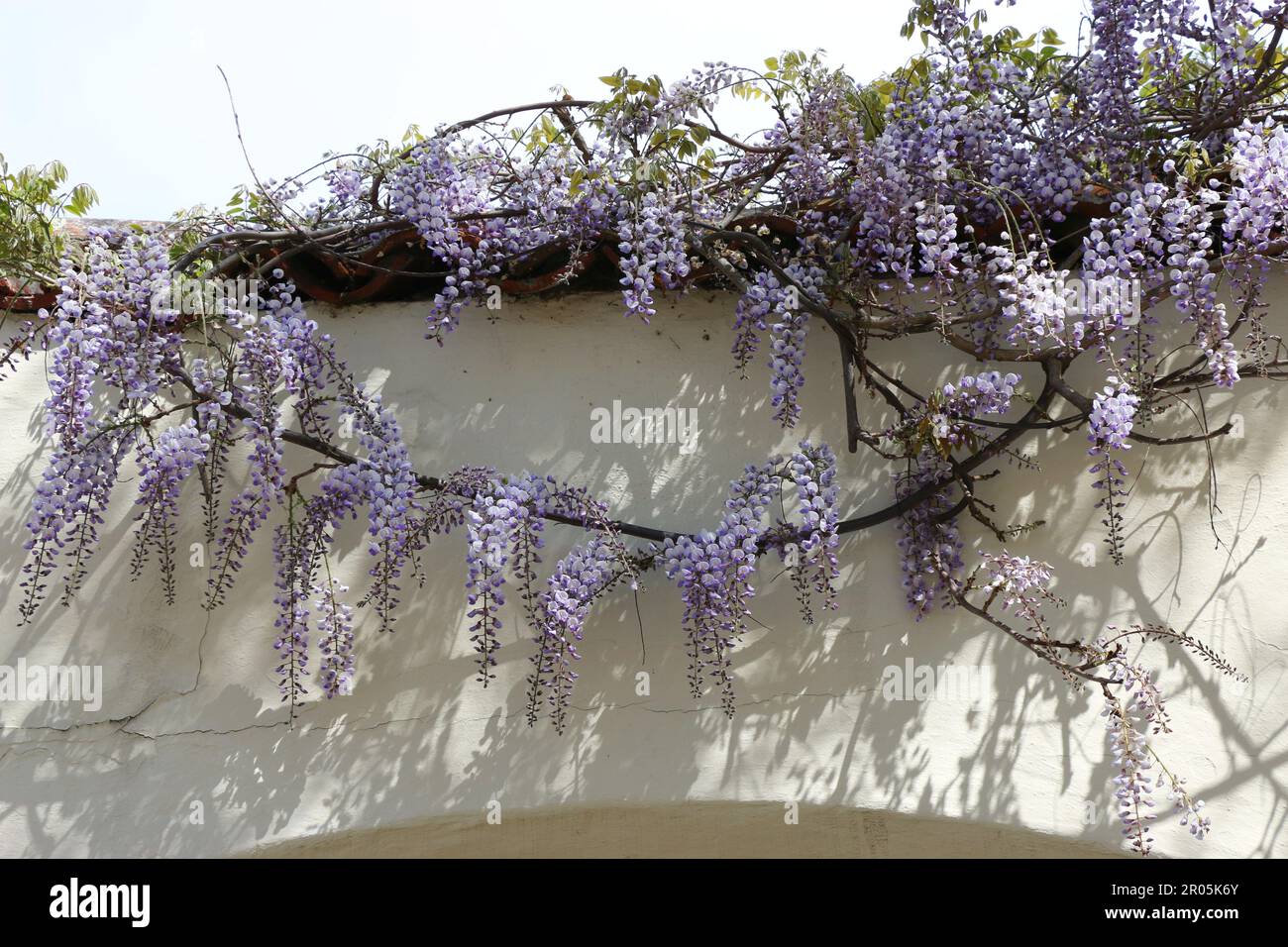 Beautiful trailing branches of purple wisteria against a white adobe ...