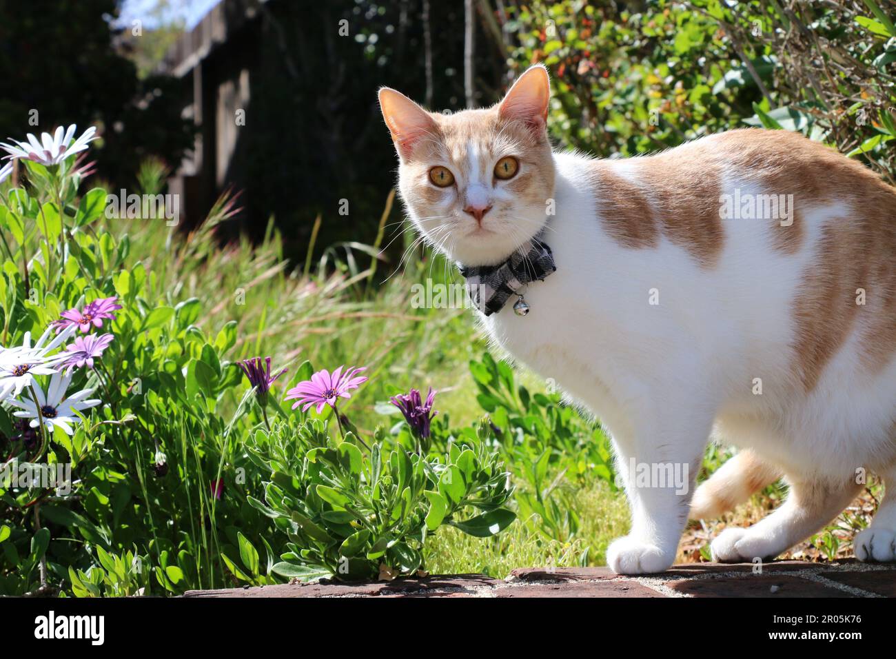 A curious orange and white cat on a wall looks at the photographer with ...