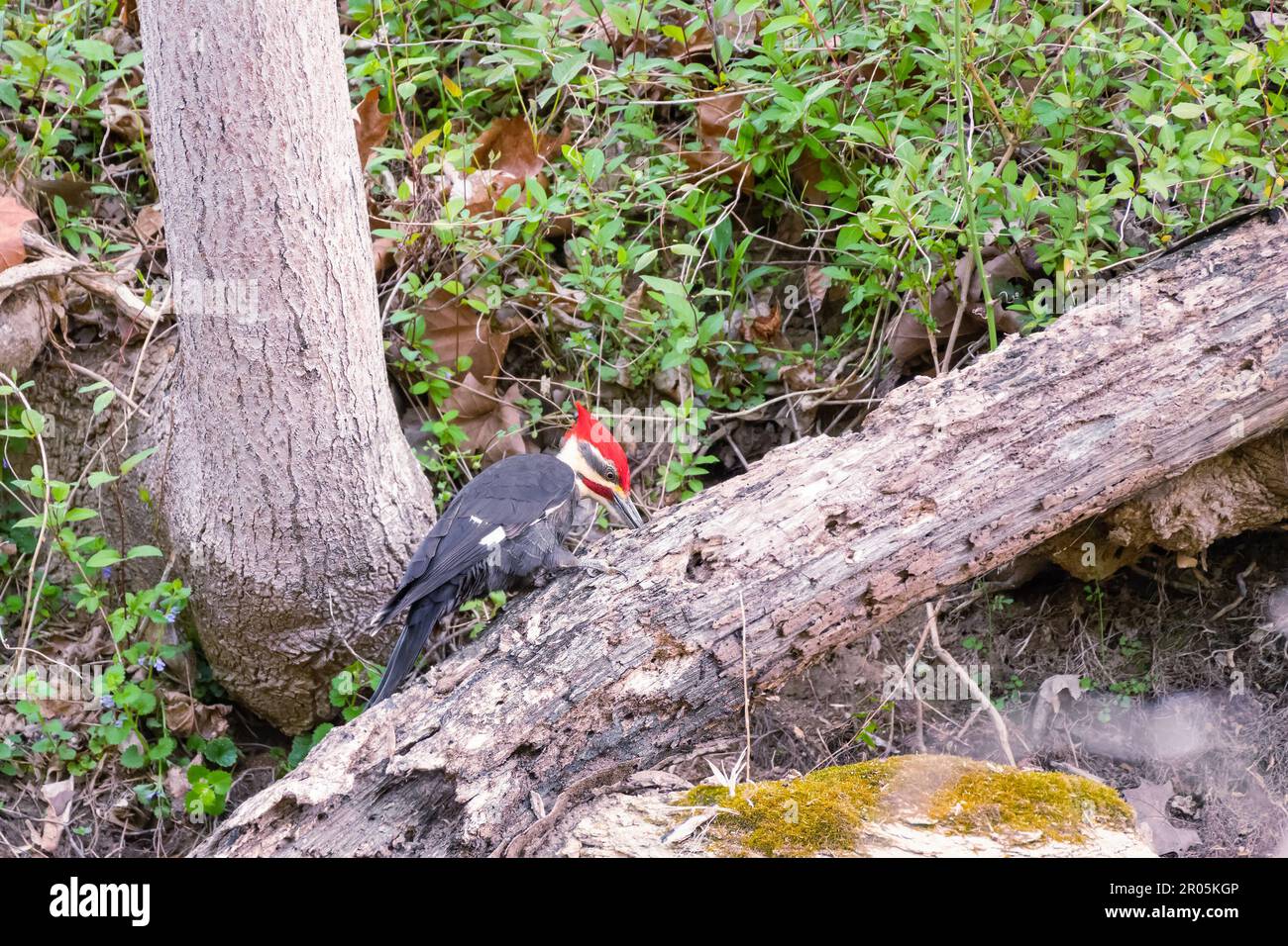 Male Pileated woodpecker (Dryocopus pileatus) looking for insects on a ...