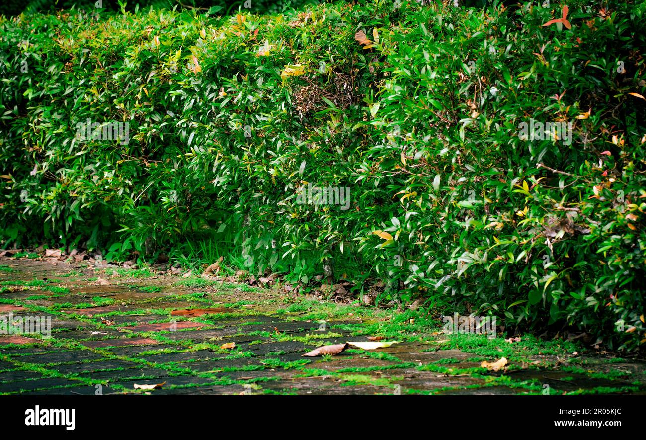Tiled walkway with landscaped plants during the monsoon and rainy ...