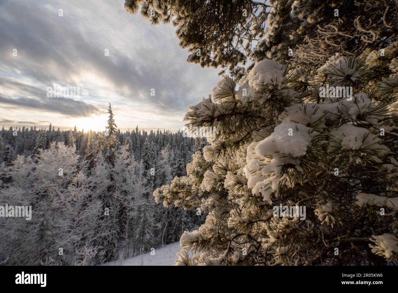 Beautiful winter scenery in northern Canada with fluffy snow sitting on ...