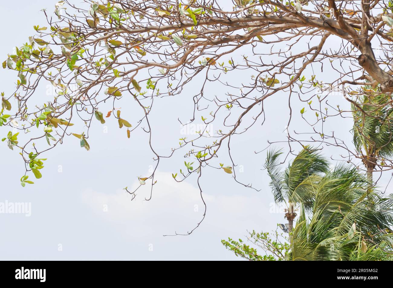 Terminalia catappa flower hi-res stock photography and images - Alamy