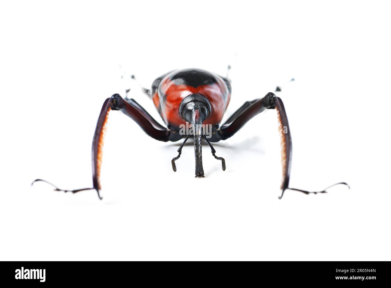 Bug, insect and beetle in studio for wildlife, zoology and natural ...