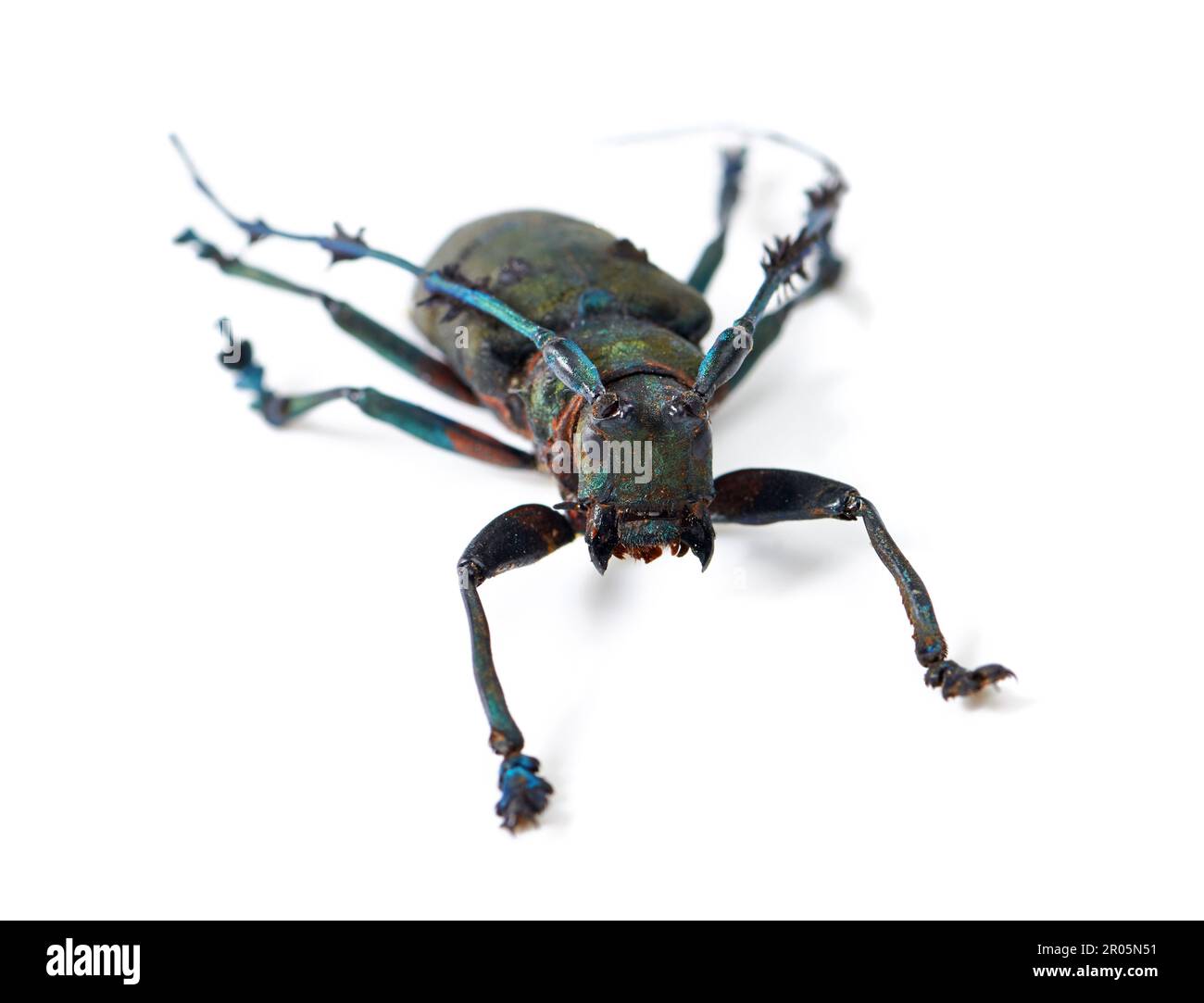 Isolated longhorn beetle, specimen and white background for studying ...