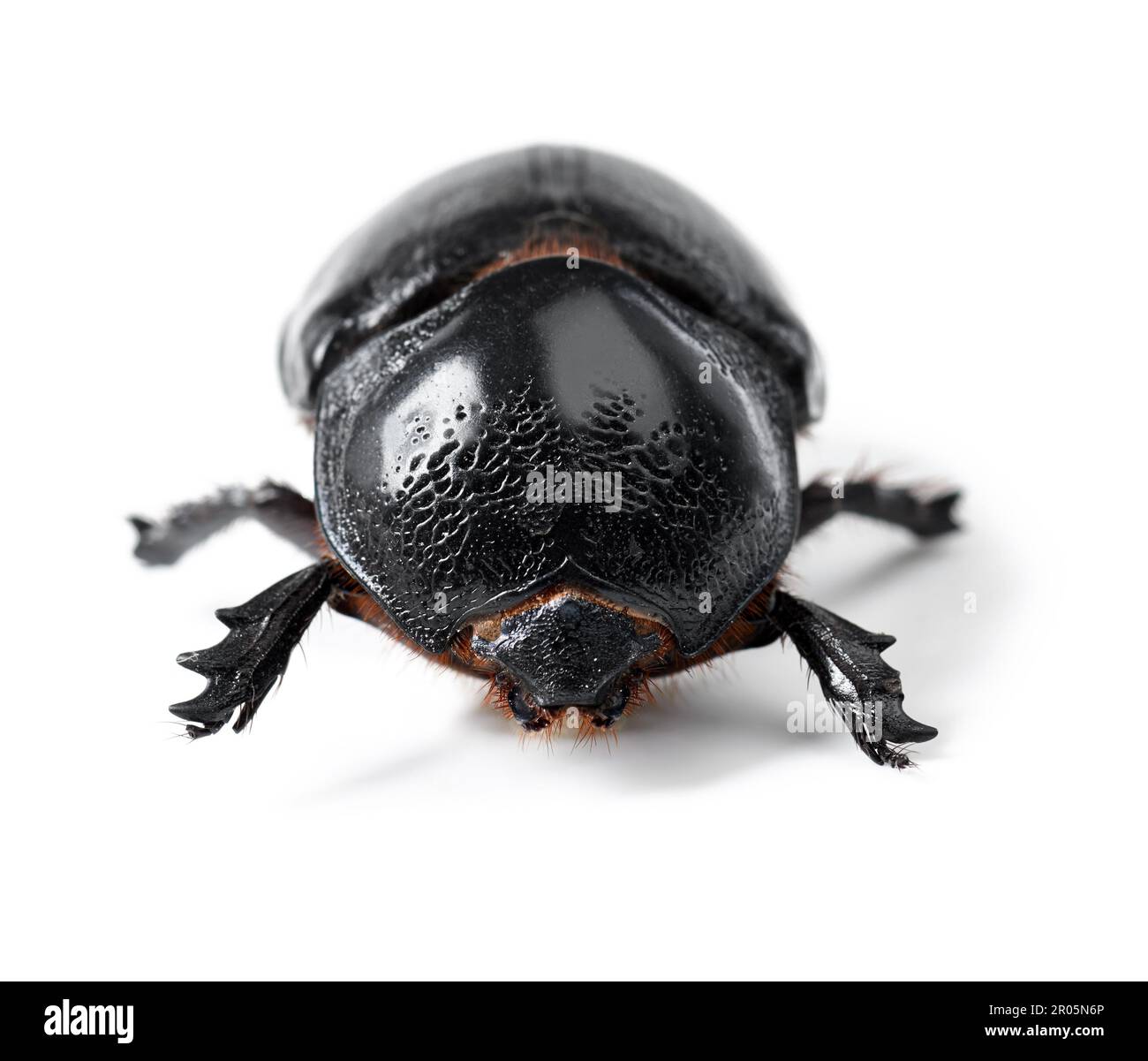 Nature, bug and insect with closeup of beetle in studio for environment ...