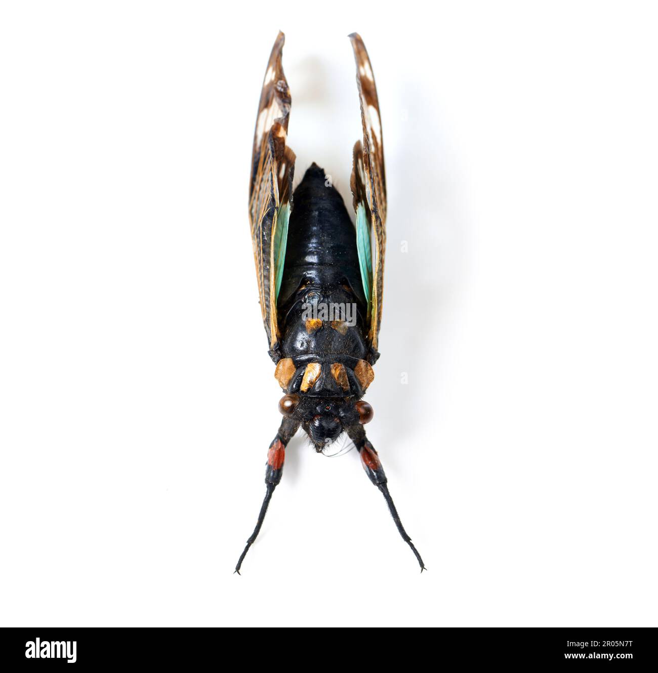 Isolated fly, studio and white background for macro of insect for study ...