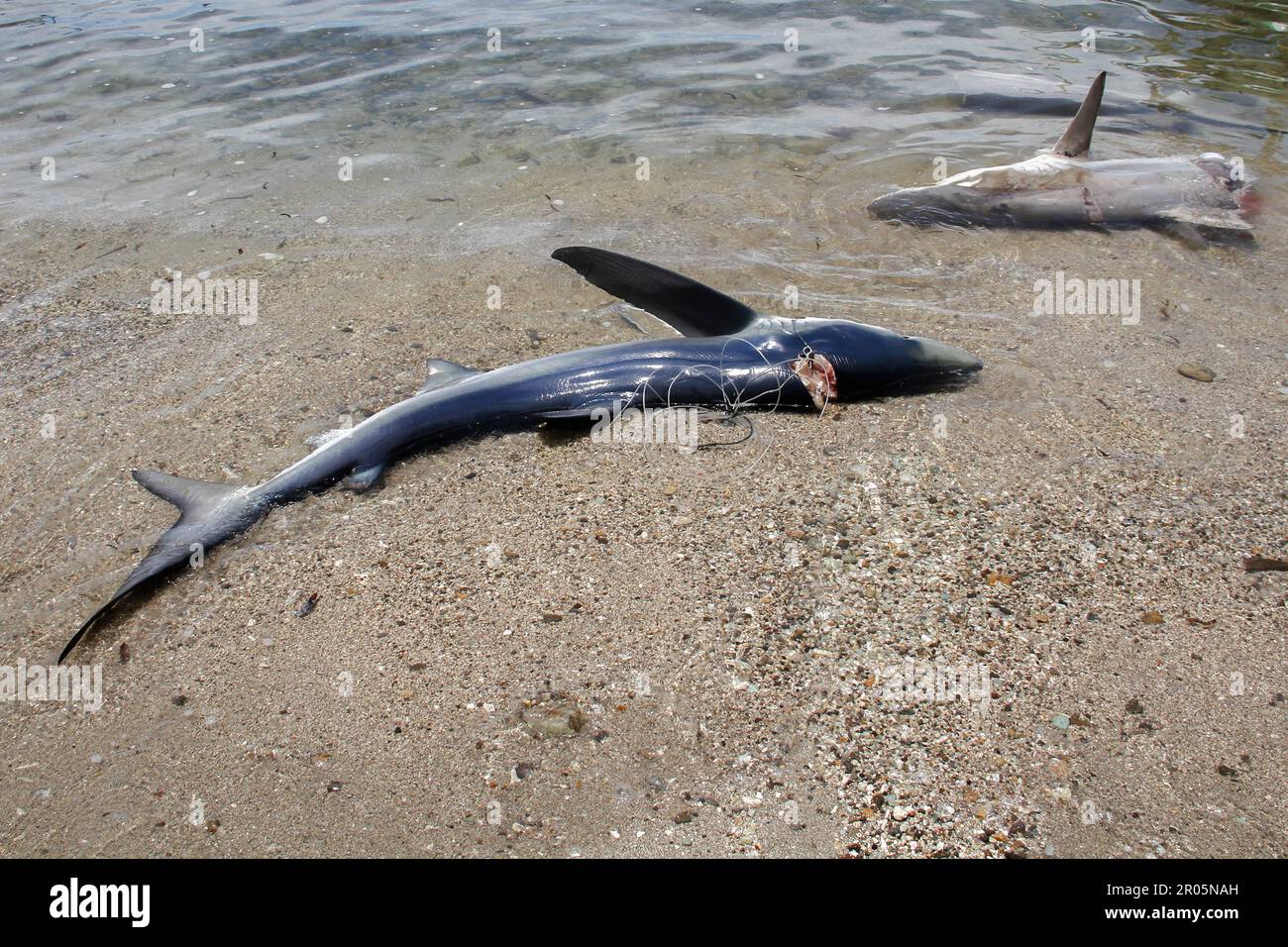 Sharks caught by traditional fishermen are placed on the sand on the ...