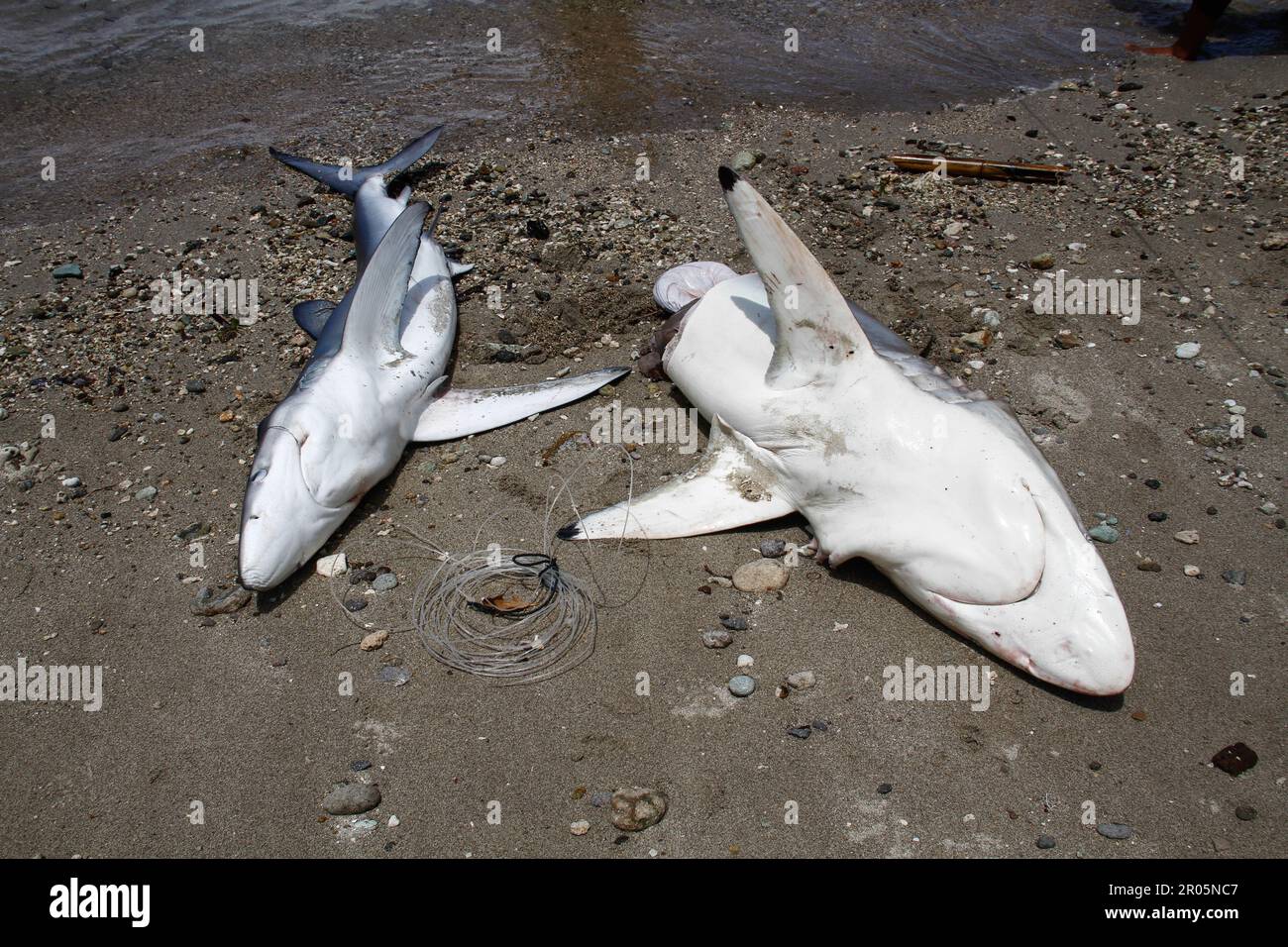Sharks caught by traditional fishermen are placed on the sand on the ...
