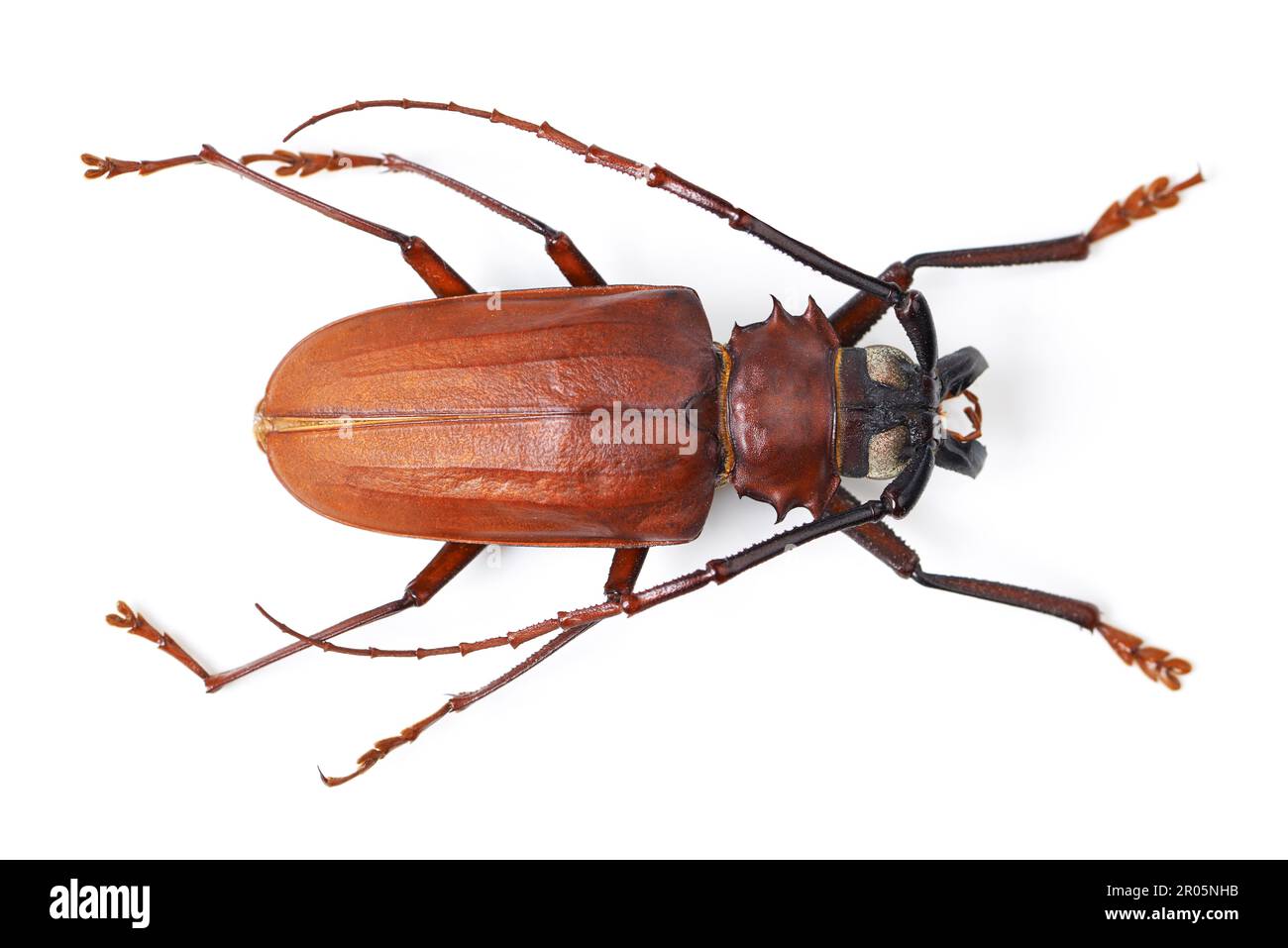 Top view, insect and titan beetle on a white background in studio for ...