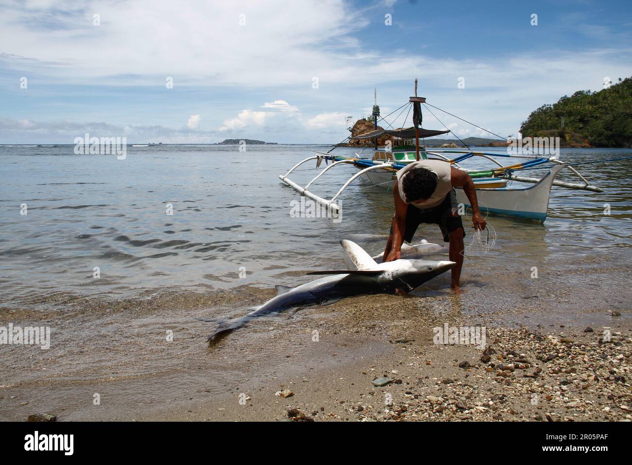 Fishermen on Batuwingkung Island, North Sulawesi, Indonesia are slicing ...