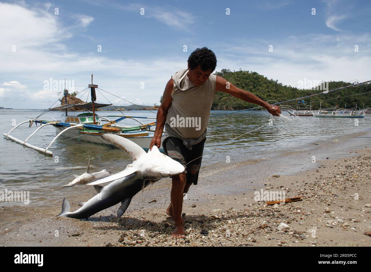 Fishermen on Batuwingkung Island, North Sulawesi, Indonesia are slicing ...