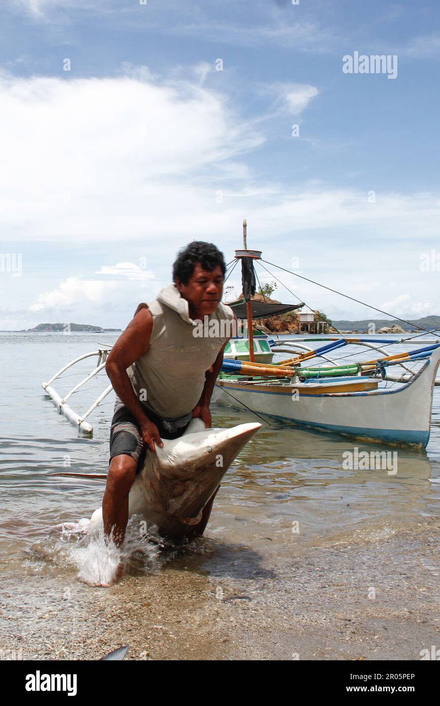 Fishermen on Batuwingkung Island, North Sulawesi, Indonesia are slicing ...