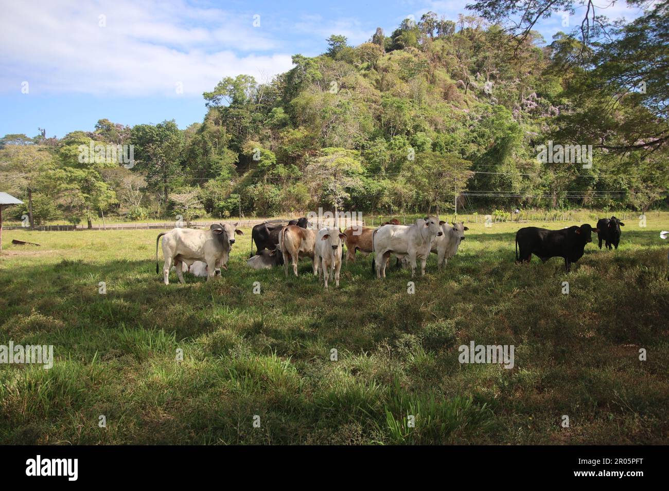 A sprawling herd of cattle stand atop a verdant green field, their ...