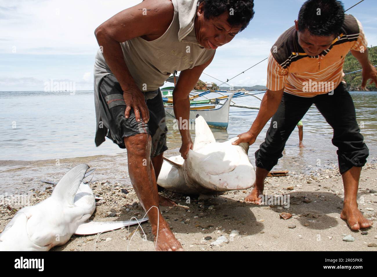 Shark meat hi-res stock photography and images - Alamy