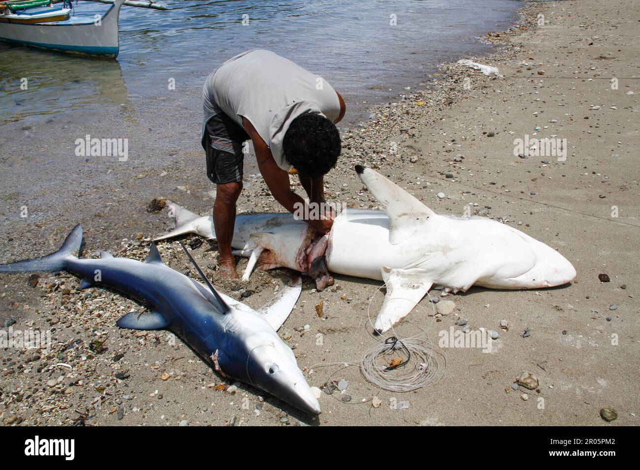 Fishermen on Batuwingkung Island, North Sulawesi, Indonesia are slicing ...