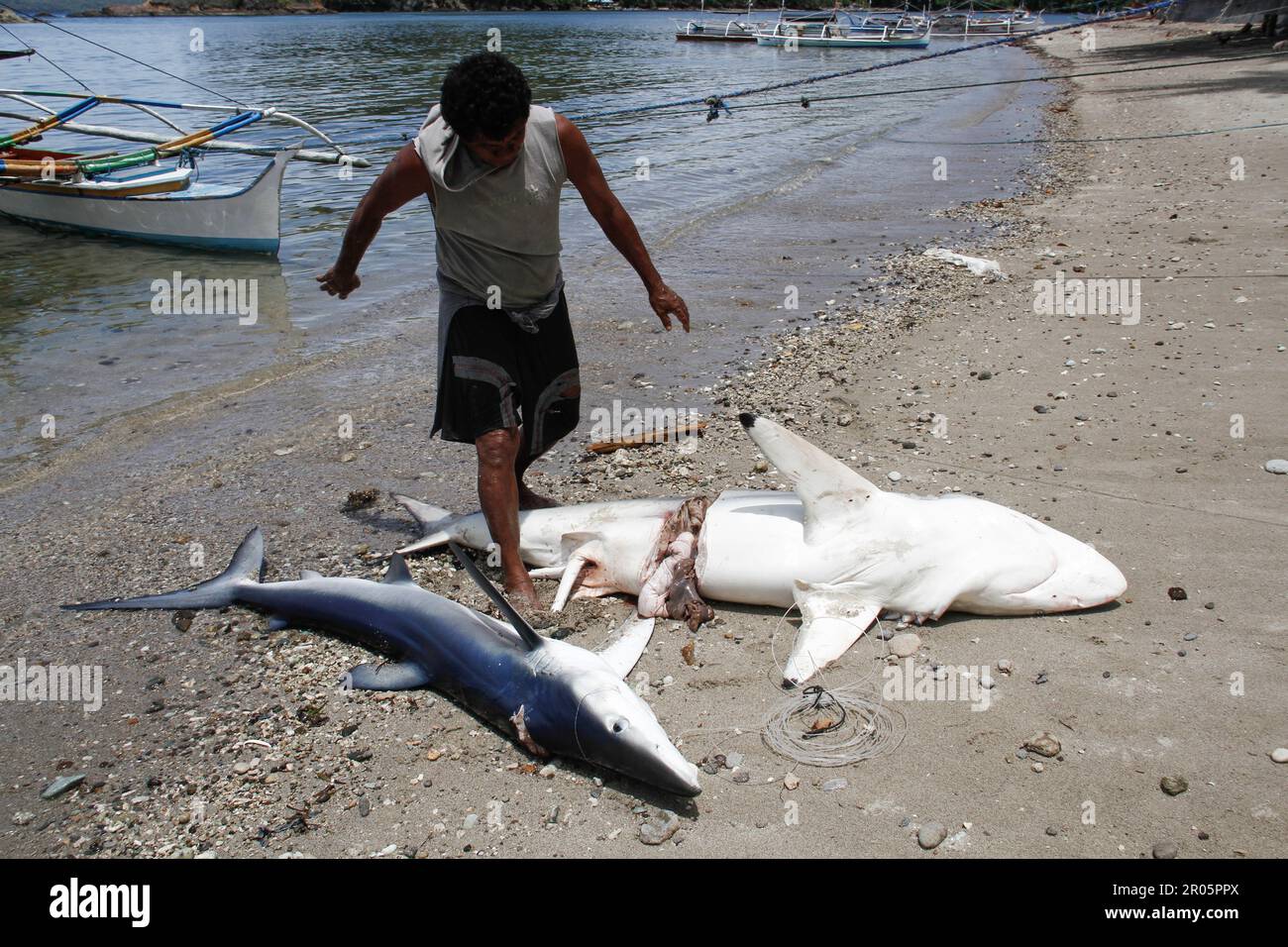 Fishermen on Batuwingkung Island, North Sulawesi, Indonesia are slicing ...