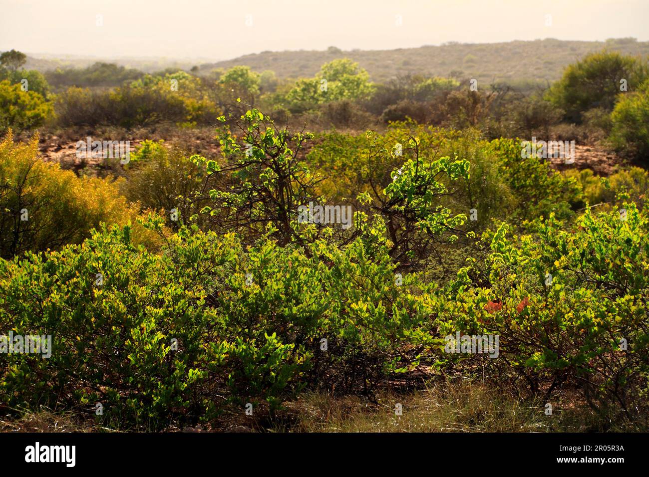 Savannah landscape, Cape Range National Park, Northwest Australia Stock ...
