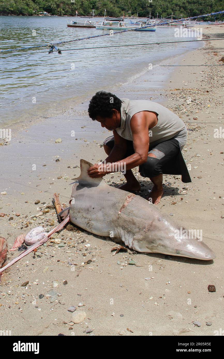 Fishermen on Batuwingkung Island, North Sulawesi, Indonesia are slicing ...