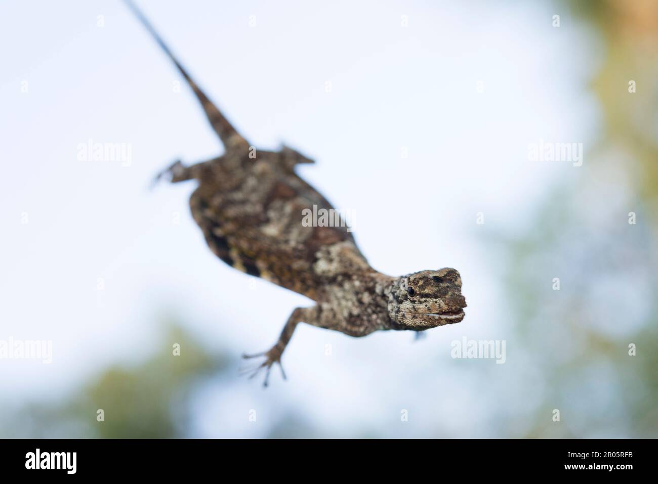 Flying Lizard, Draco volans, flying with extended patagium through air ...