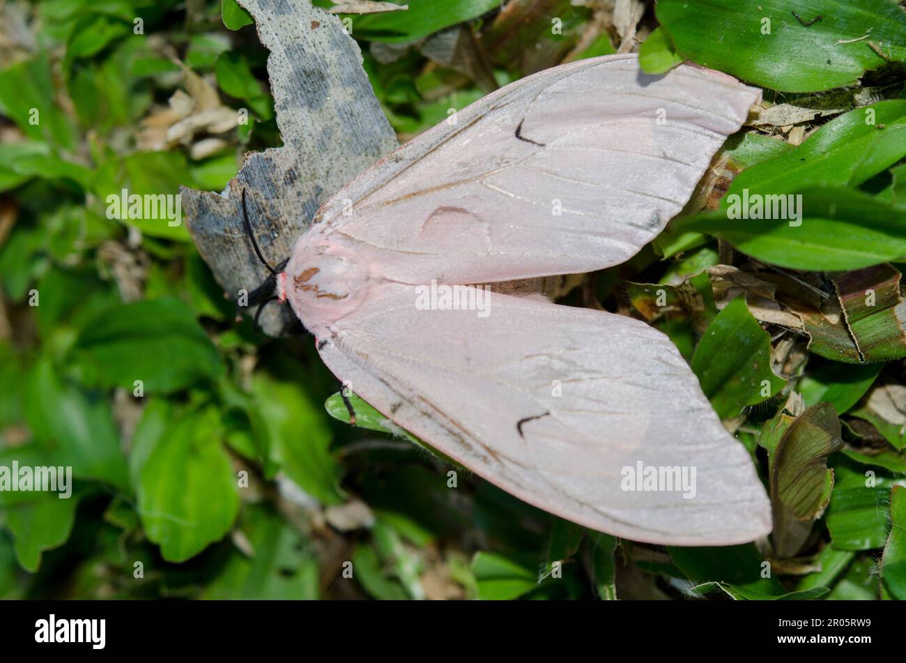 Solitary moth hi-res stock photography and images - Alamy