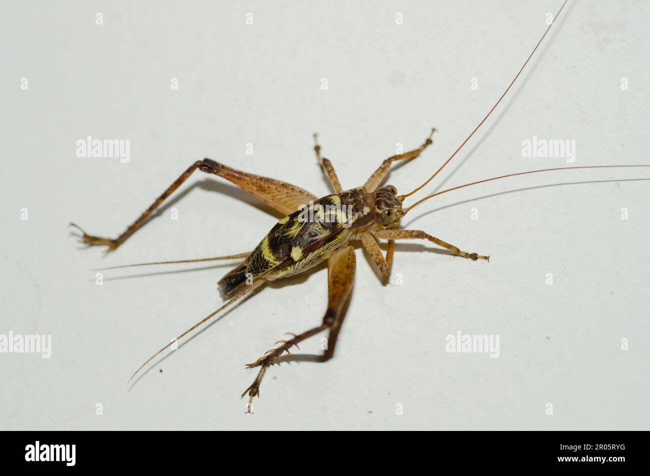 Cardiodactylus hi-res stock photography and images - Alamy