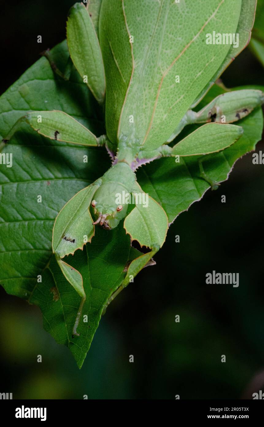 Leaf Insect, Phylliidae sp, camouflaged on leaf, Weda, Halmahera ...