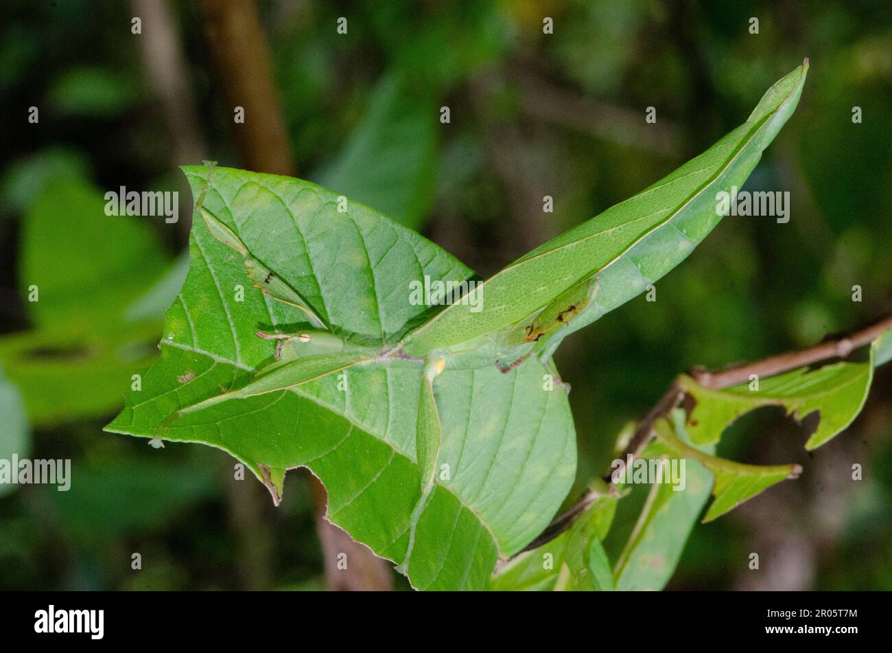 Leaf Insect, Phylliidaesp, camouflaged on leaf, Weda, Halmahera ...