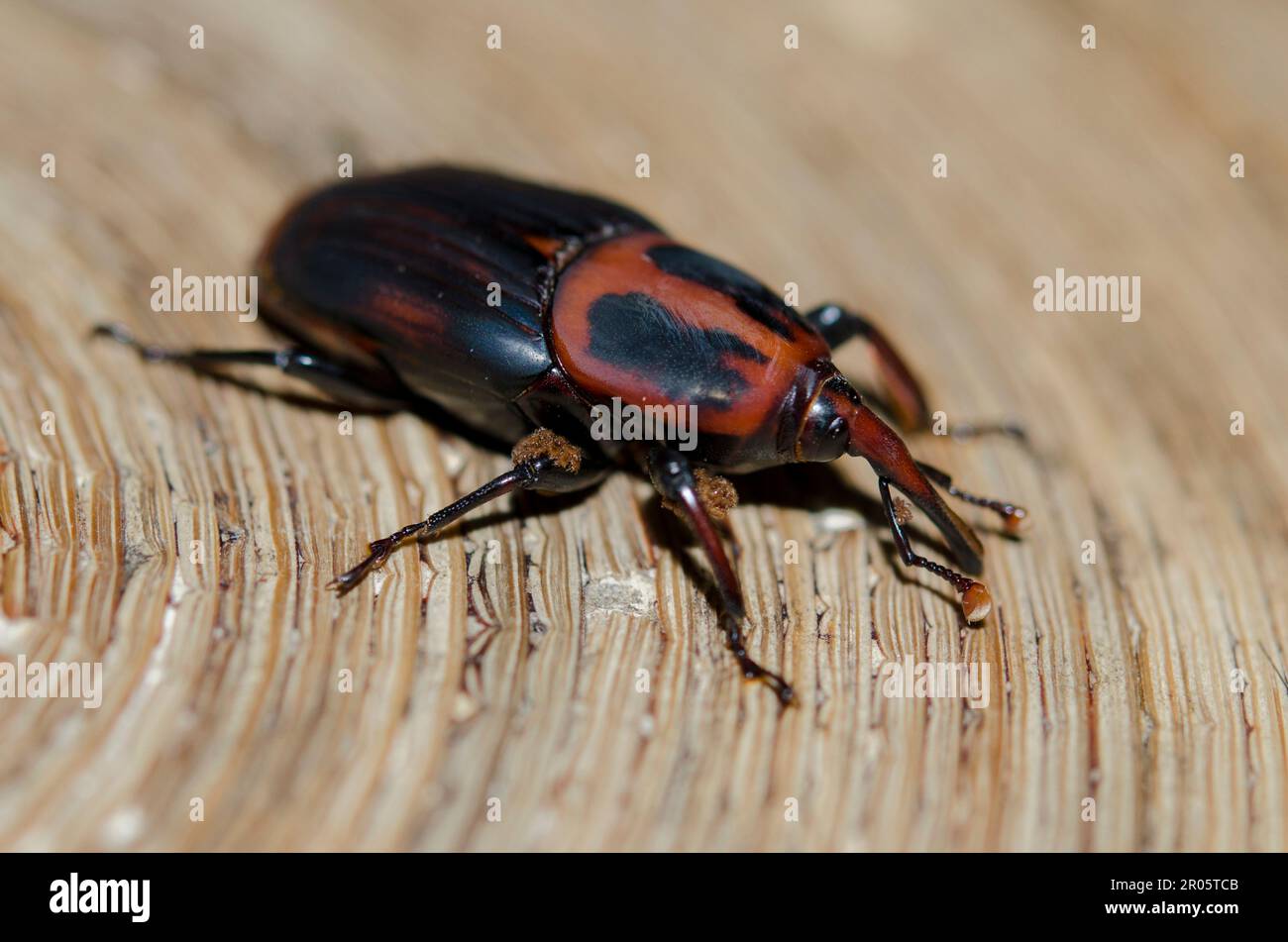 Curculionidae animalia hi-res stock photography and images - Alamy