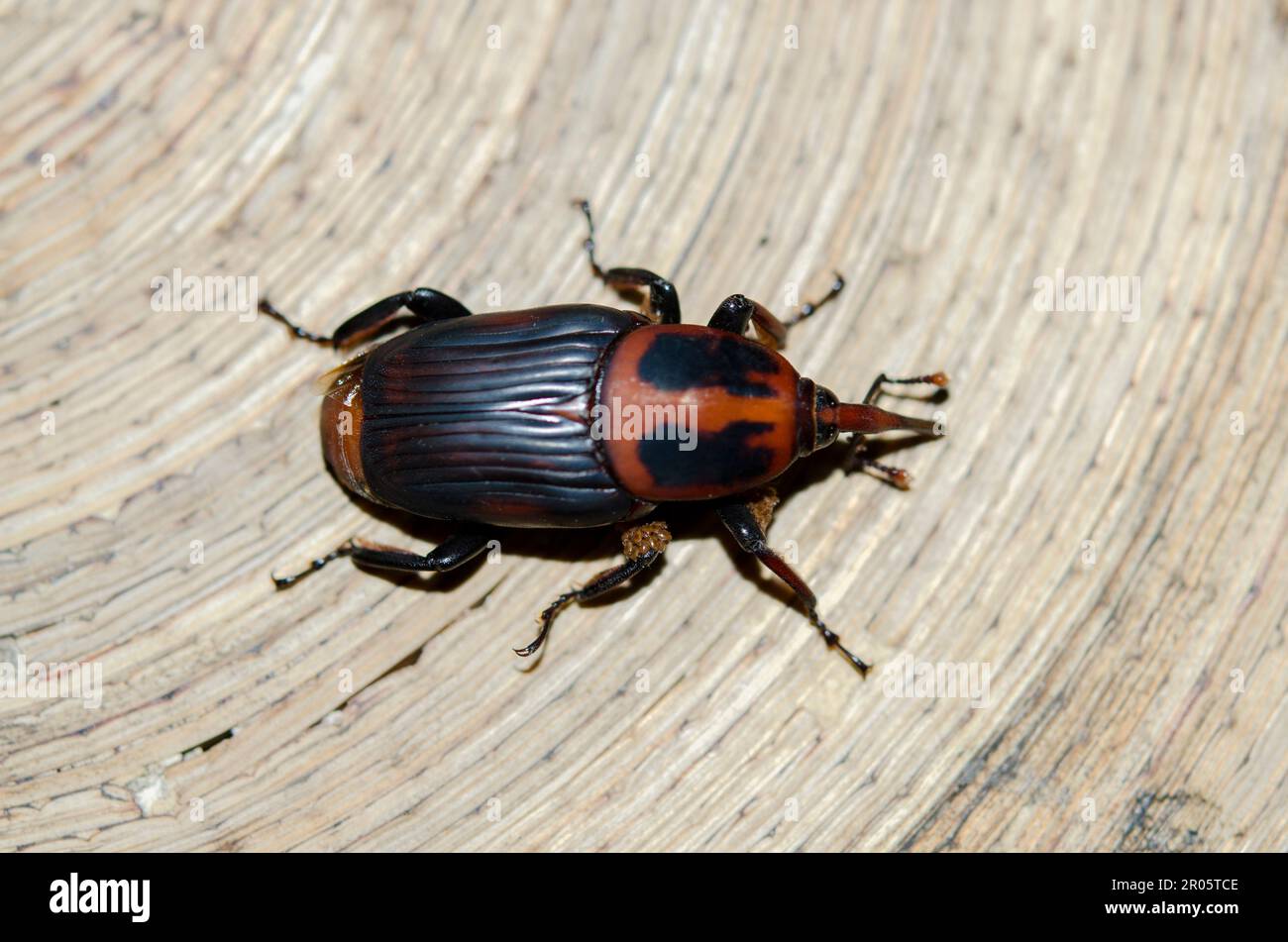 Palm Weevil, Rhynchophorus sp, Klungkung, Bali, Indonesia Stock Photo ...