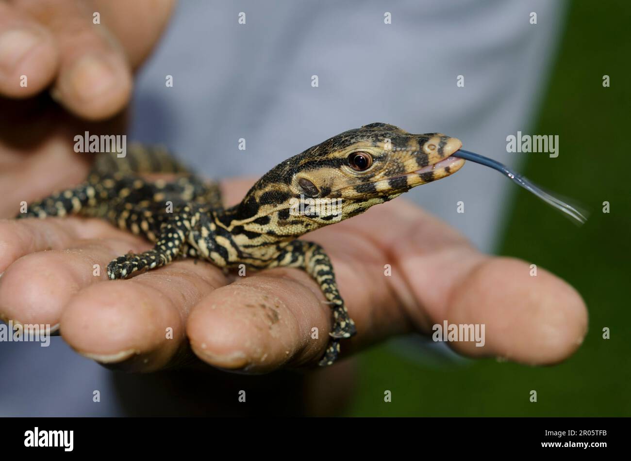 Juvenile Monitor Lizard, Varanus salvator, with tongue sticking out on ...
