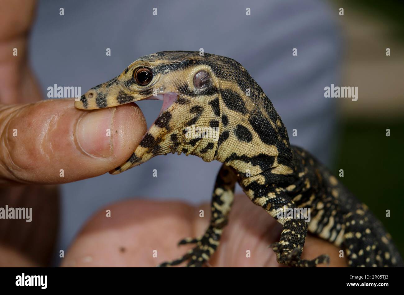 Water Monitor Lizard Bite