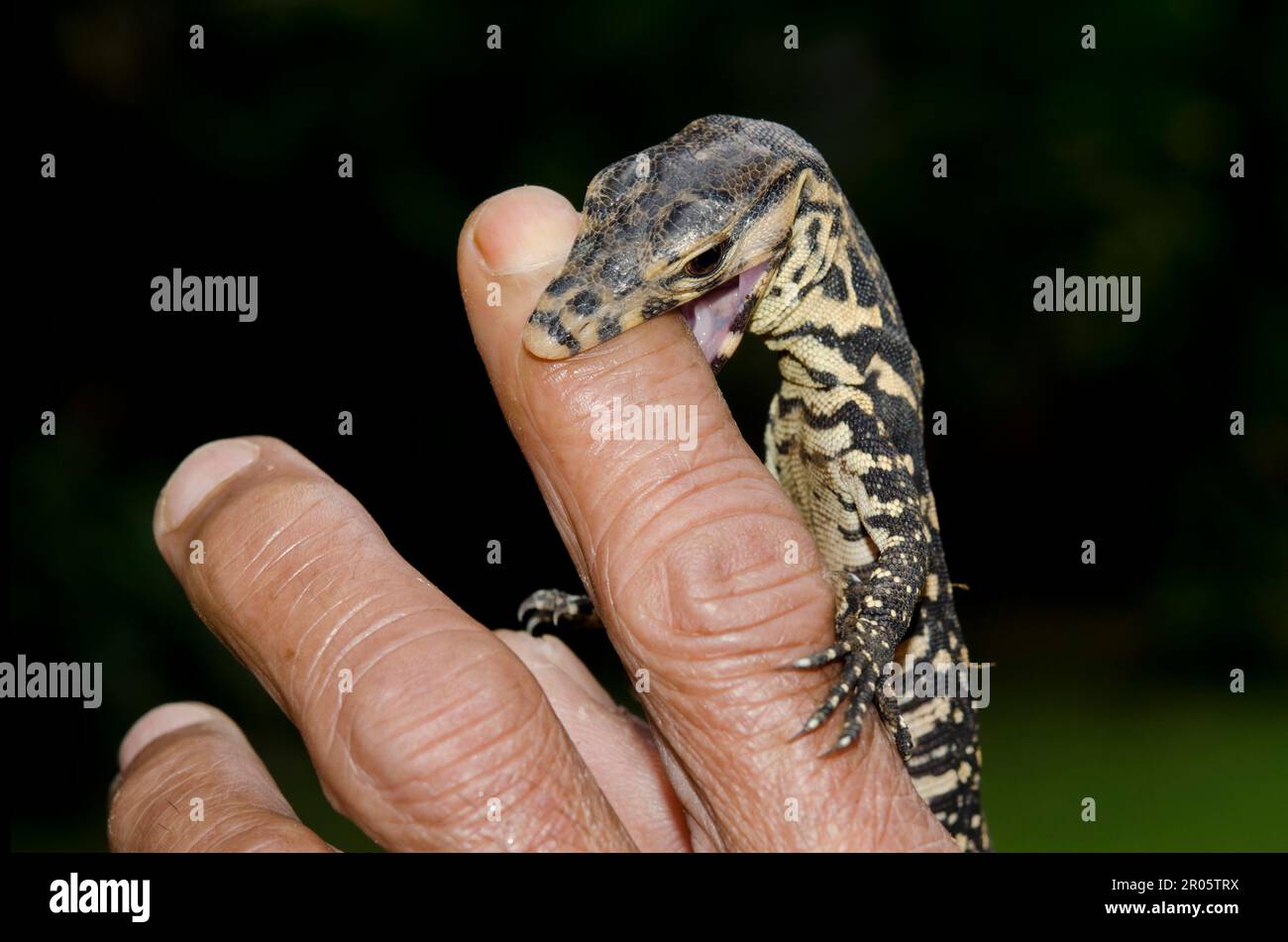 Water Monitor Lizard Bite