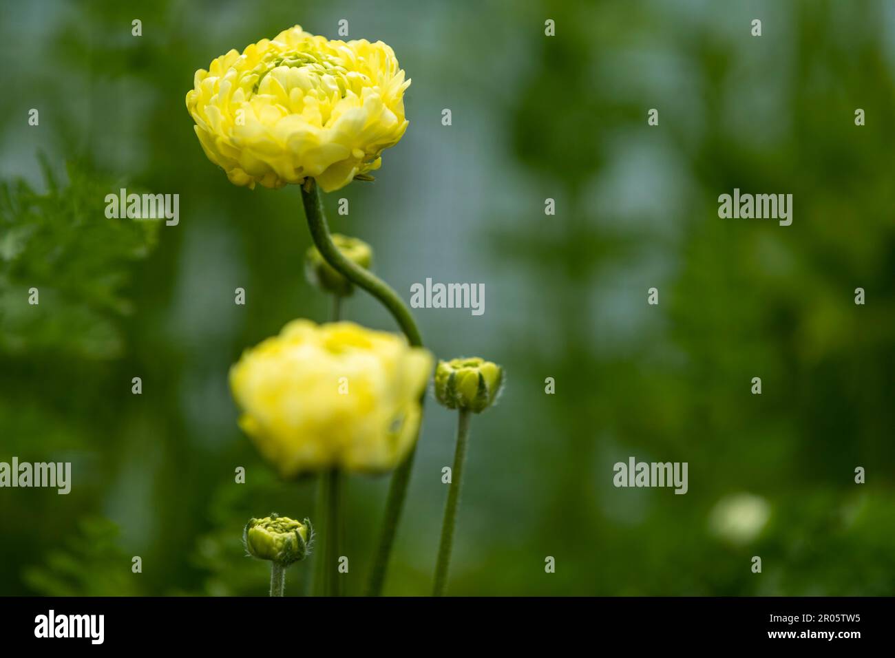Wye Valley Flowers supplier of Rannunculus for the coronation of His ...