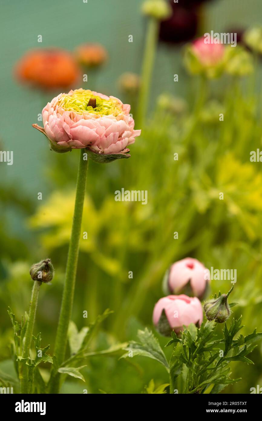 Wye Valley Flowers supplier of Rannunculus for the coronation of His ...