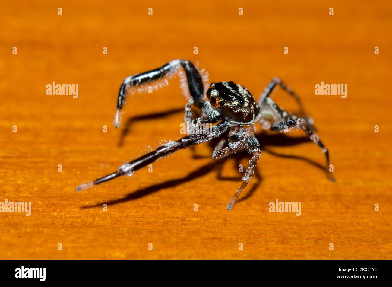 Sexpunctata hi-res stock photography and images - Alamy