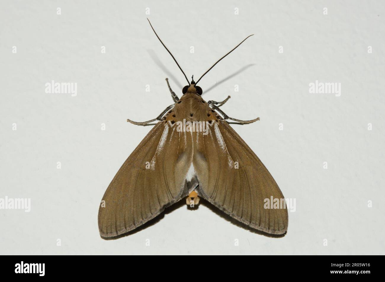 Asota Moth, Asota sp, Klungkung, Bali, Indonesia Stock Photo - Alamy