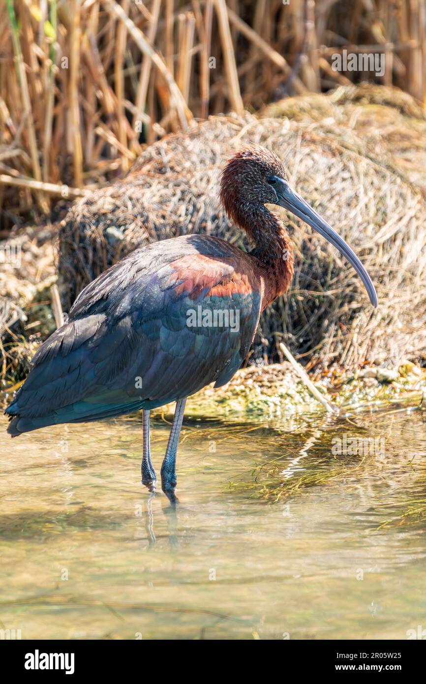 The glossy ibis, latin name Plegadis falcinellus, searching for food in ...