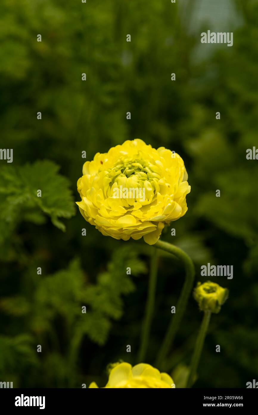 Wye Valley Flowers supplier of Rannunculus for the coronation of His ...