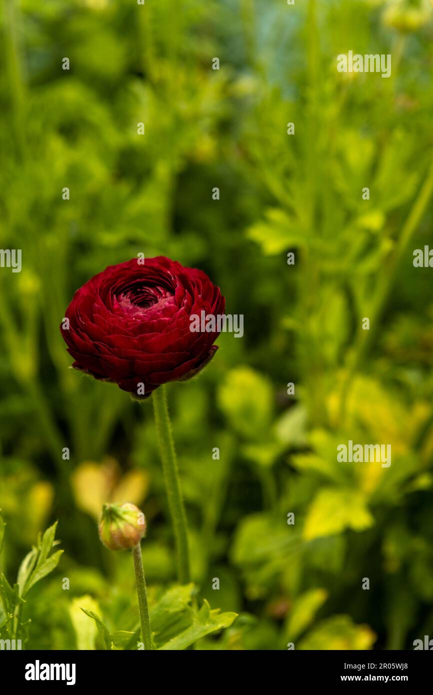 Wye Valley Flowers supplier of Rannunculus for the coronation of His ...