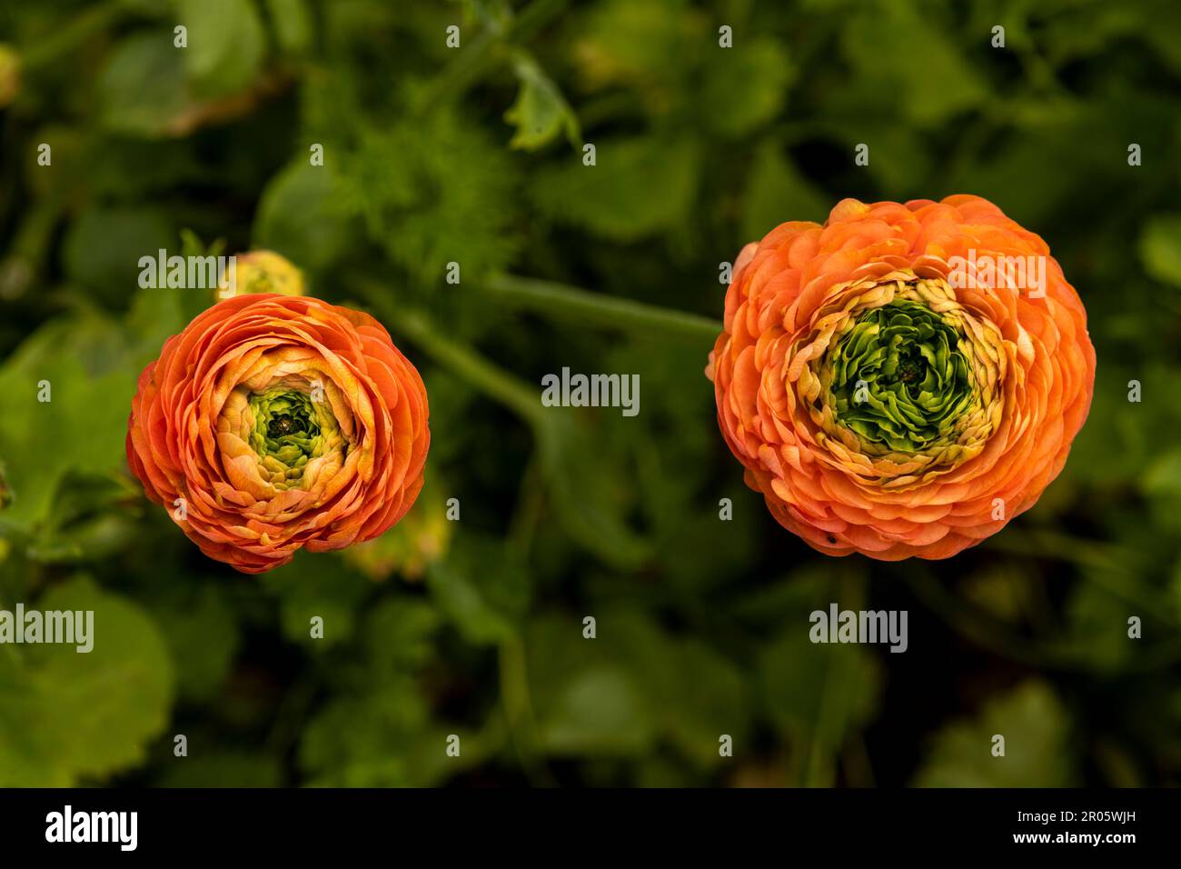 Wye Valley Flowers supplier of Rannunculus for the coronation of His ...