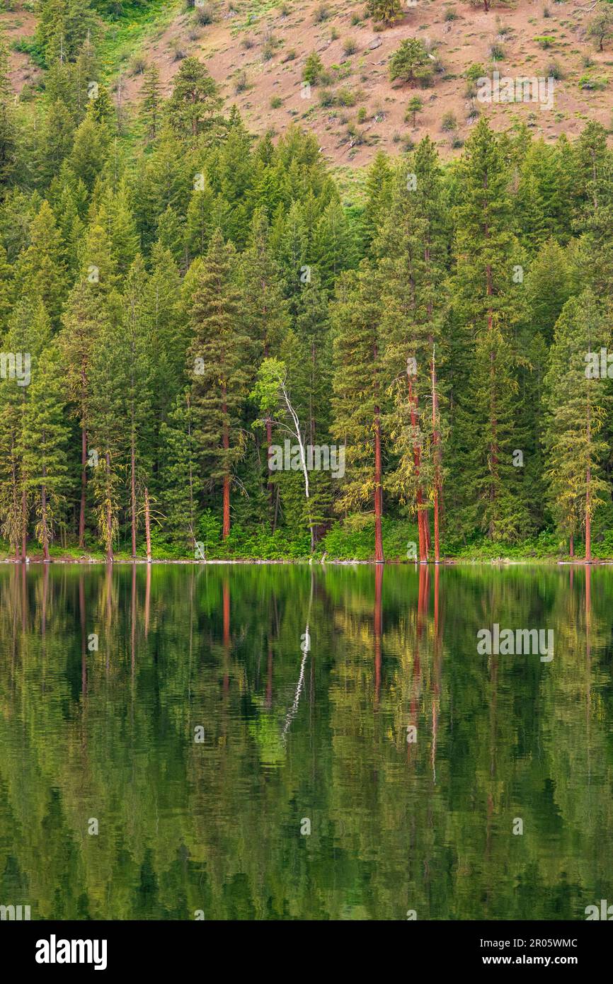 A lone Aspen tree stands among evergreen trees with red trunks ...