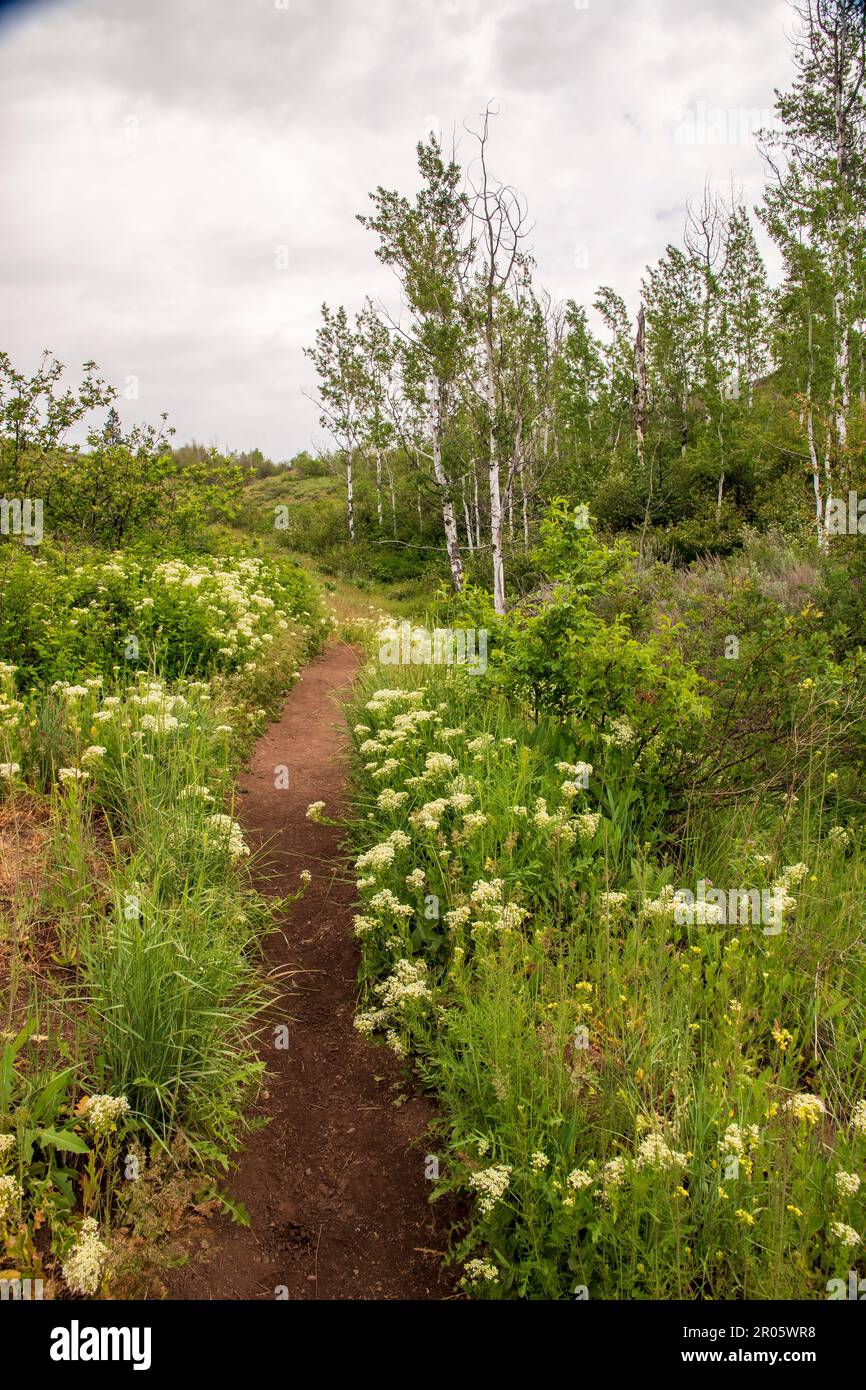 A dirt foot path winds past young aspen trees and wild yarrow in the ...