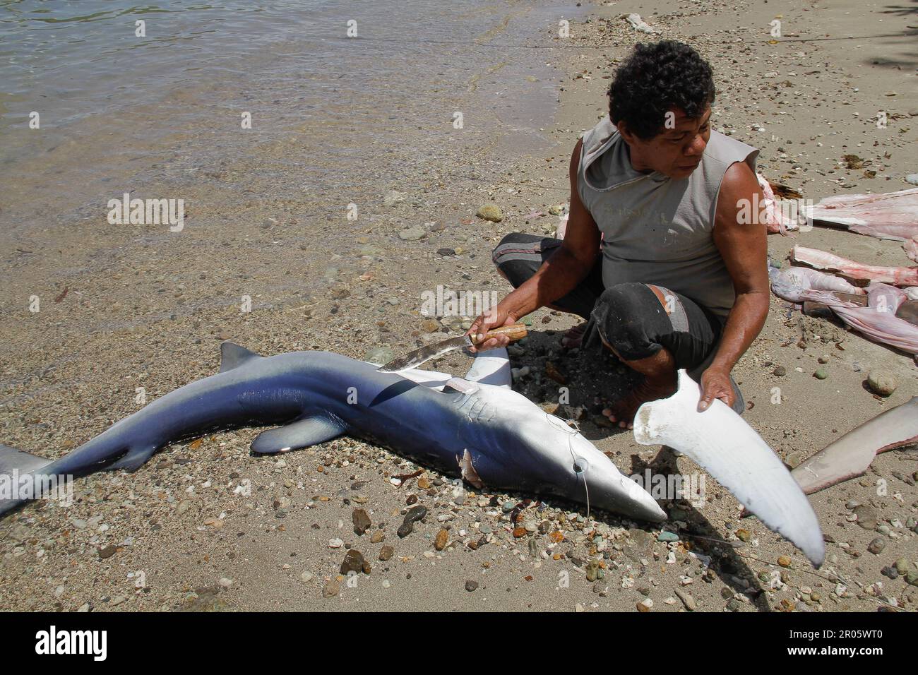 Fishermen on Batuwingkung Island, North Sulawesi, Indonesia are slicing ...