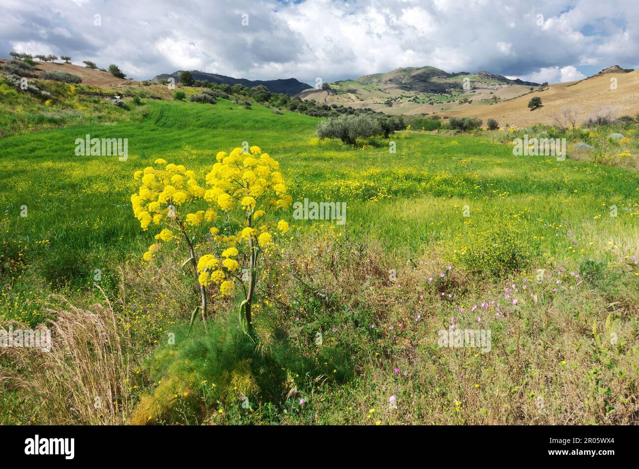 Sicily spring landscape with yellow flowers of Ferula Communis, Italy ...
