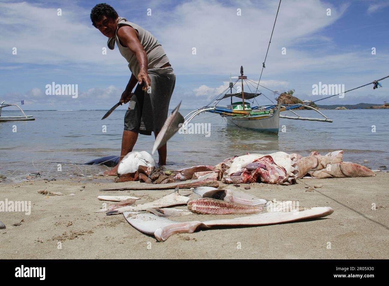 Fishermen on Batuwingkung Island, North Sulawesi, Indonesia are slicing ...